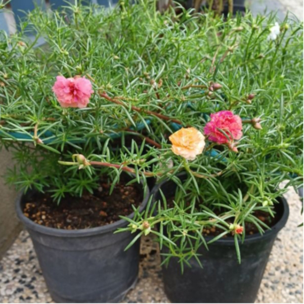 Pokok Bunga Ros Jepun Carnation | Shopee Malaysia