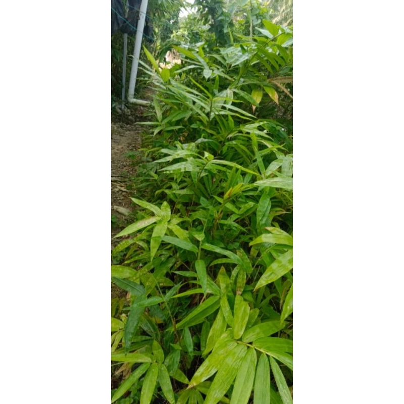Buluh Semantan(sesuai untuk masak lemang ) | Shopee Malaysia