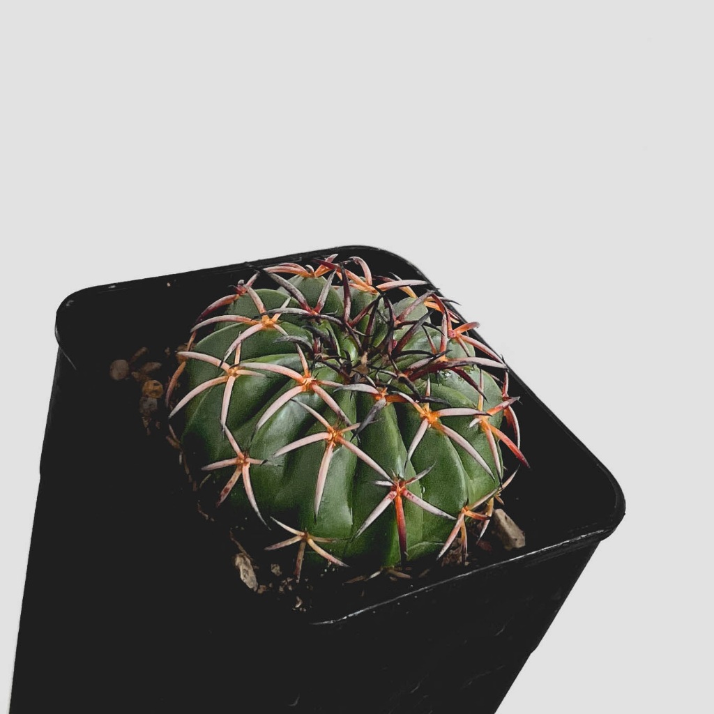 zac.culent - Discocactus latispinus (Cactus Succulent) | Shopee Malaysia