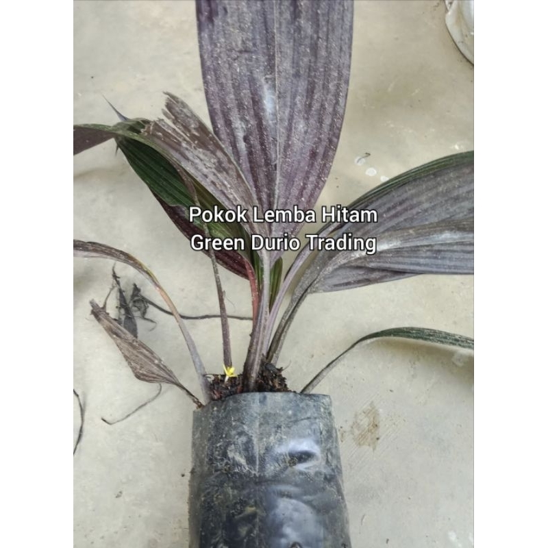 POKOK LEMBA HITAM - Pokok rare | Shopee Malaysia