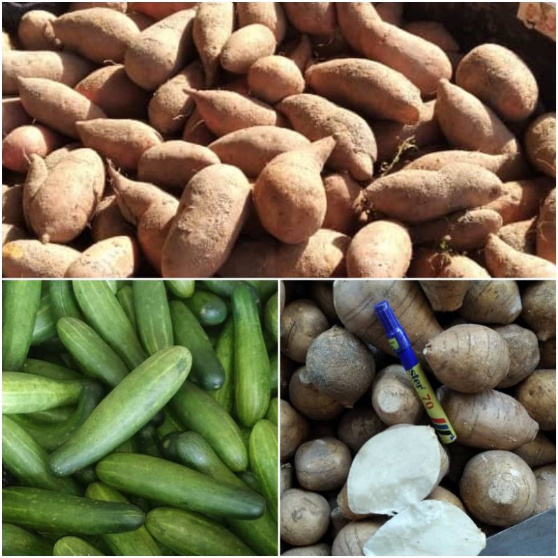 KELEDEK OREN MANIS\SWEET POTATO | Shopee Malaysia