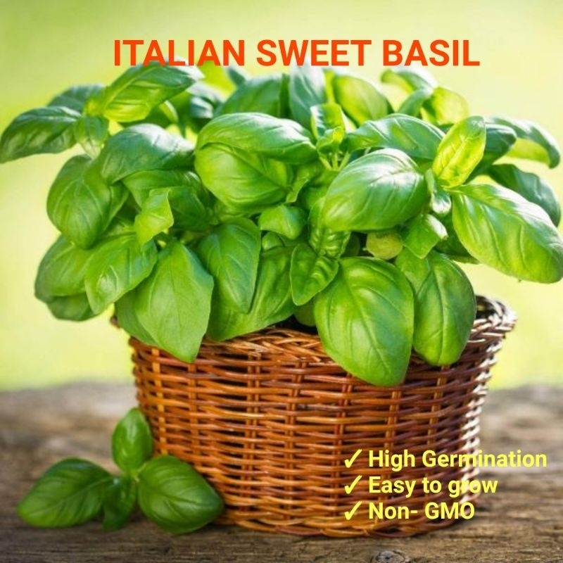 BENIH SELASIH ITALIAN SWEET BASIL.DAUN LEBAR.BASIL HERBS SEED(300 SEEDS ...