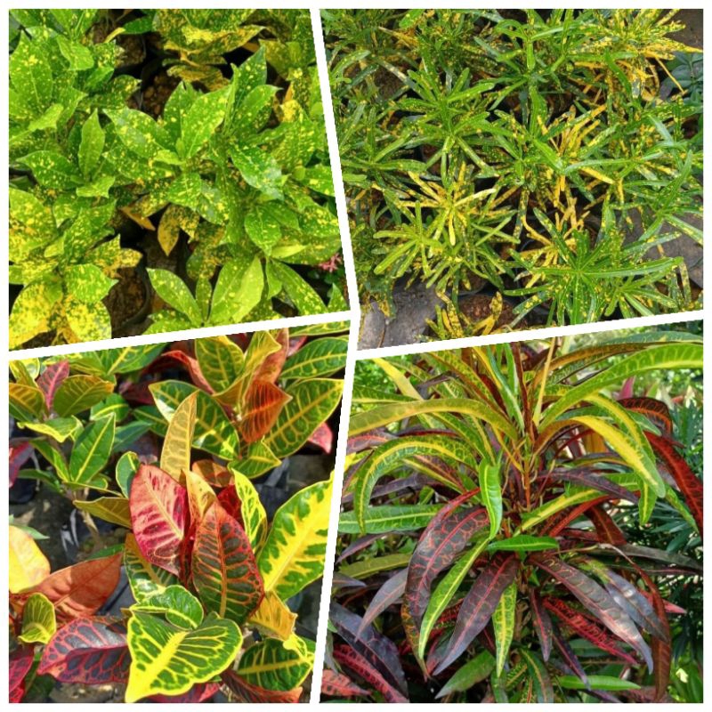 Pokok Bunga Puding (Beraneka Jenis) | Shopee Malaysia