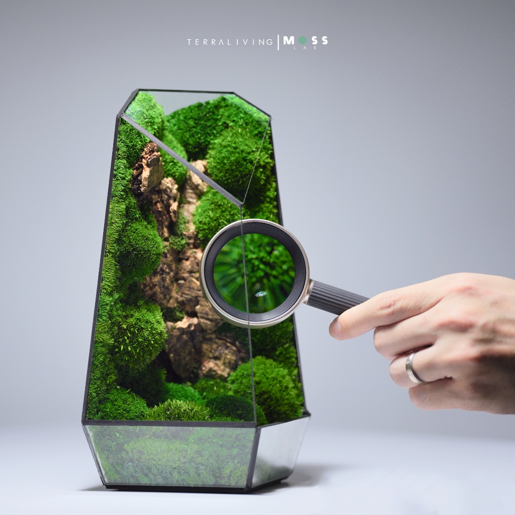 Domestic Grade: The Vertex - Lite Edition, Monospecies Ft. Leucobryum ...