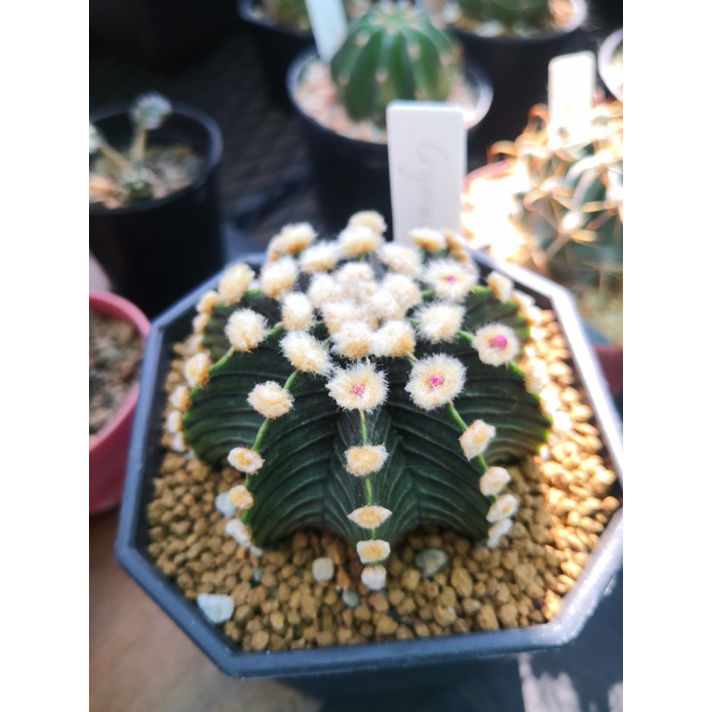 🌵 Gymnocalycium LB2178 Original 🌵 Gymno Kaktus Cactus 仙人掌 succulent 🌵 | Shopee Malaysia