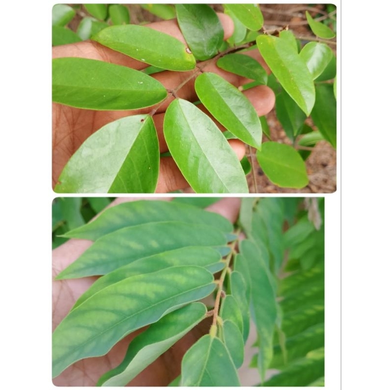 Daun Segar / Daun belimbing Buluh / Daun Belimbing Besi / bilimbi ...