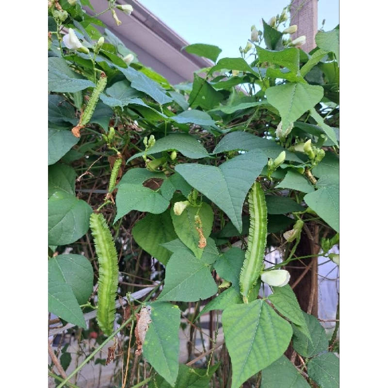 Benih sayur kacang botol | Shopee Malaysia