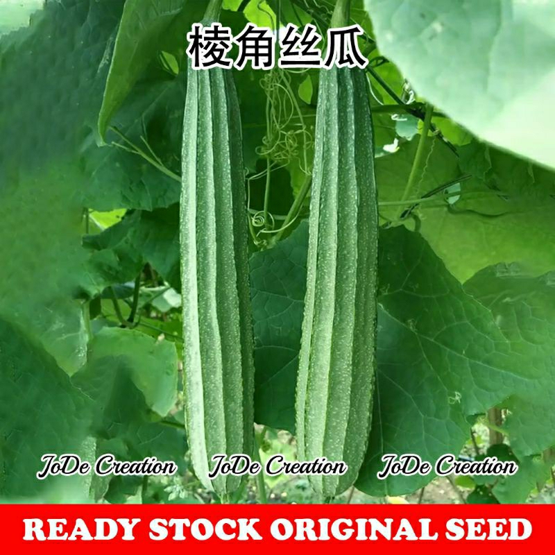 Benih Petola Segi / Angled Luffa Seeds / 棱角丝瓜种子 | Shopee Malaysia