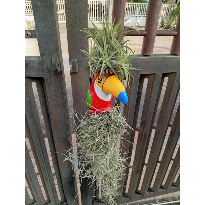 REAL LIFE AIRPLANT TOUCAN KING DECO | Shopee Malaysia