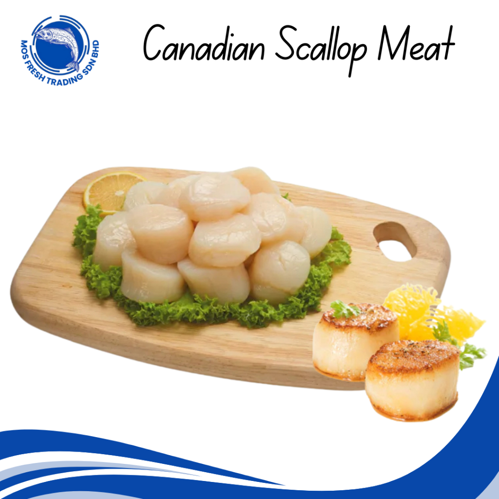 🔥NEW🔥Canada Scallop Meat | 加拿大带子肉 [ 500GM ] [ 12PCS ± ) | Shopee Malaysia