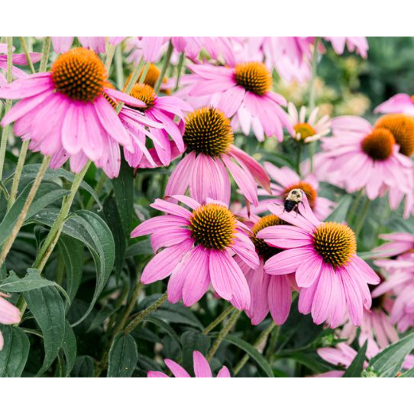 Biji Benih Bunga Daisy Coneflower Flower Daisy Seed - 5 Seed | Shopee ...