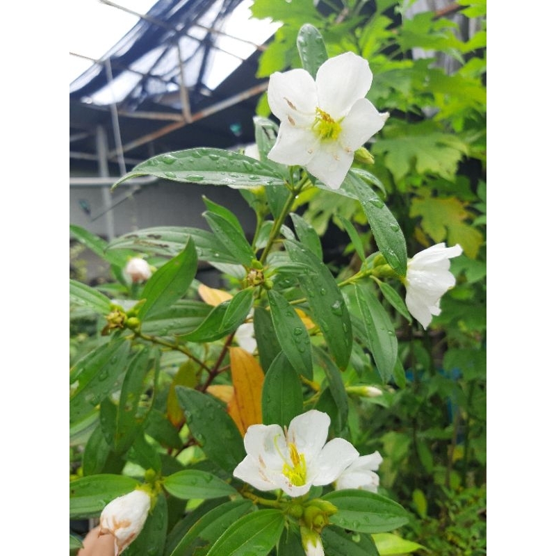 senduduk putih pokok hiadan murah | Shopee Malaysia