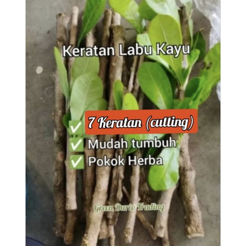 KERATAN POKOK LABU KAYU. POKOK HERBA. PENAWAR KANSER | Shopee Malaysia