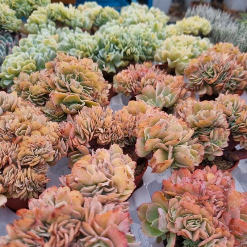 一物一拍 Live succulent plant (pot size 5cm) ready stock 多肉植物 (2c) | Shopee ...