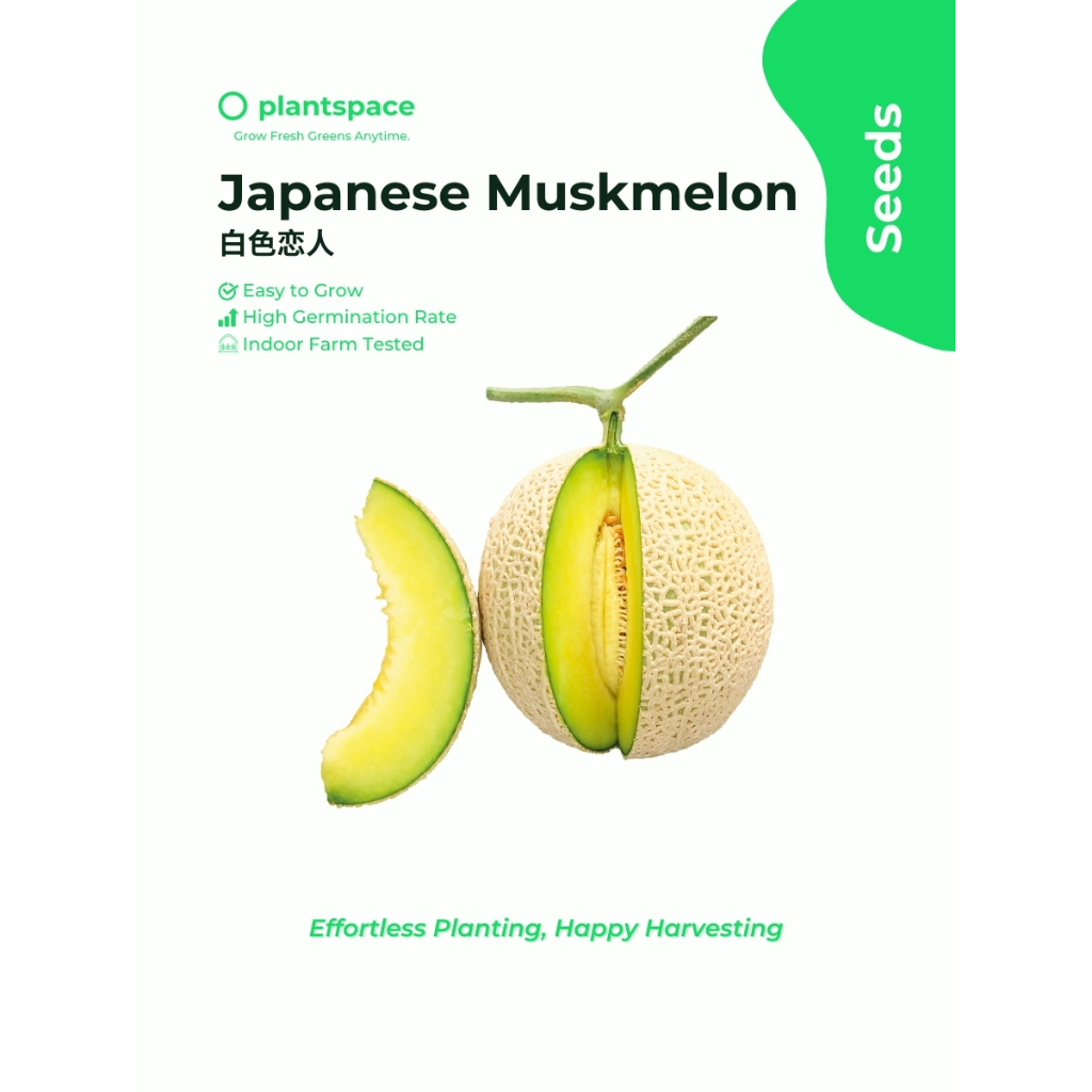 【Plantspace】Japan Melon Seeds Premium 白色恋人- Sweet, Non-GMO, Yellow ...