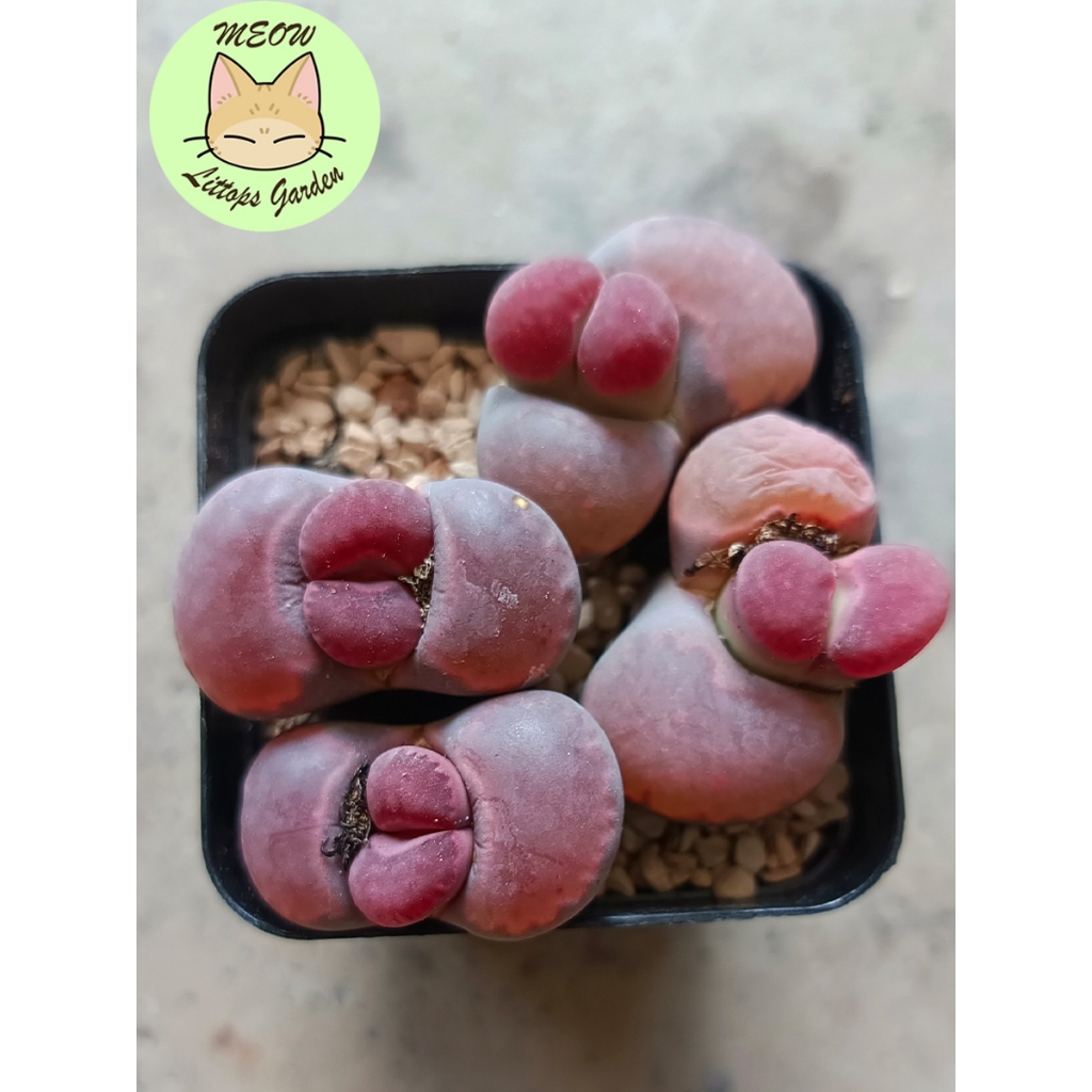 Lithops ready stock/2x Twin head Lithops salicola purple/ 2x 双头紫李夫人 ...