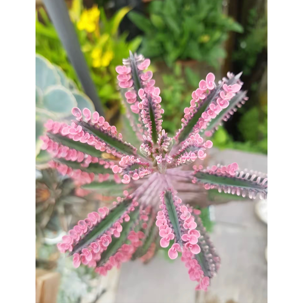 Pink Bryophyllum ‘Magic Bloom’ Seeds (20pcs) 粉色不死鸟‘Magic Bloom’种子（20粒 ...