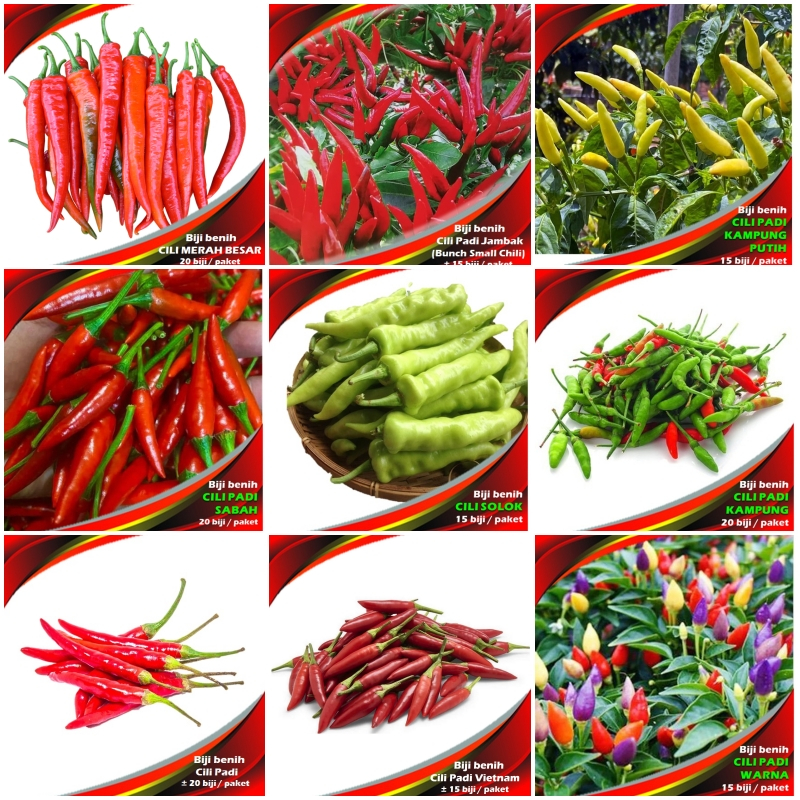 [ biji benih ] Pelbagai CILI PADI LADA seeds chilies seed cili kampung ...