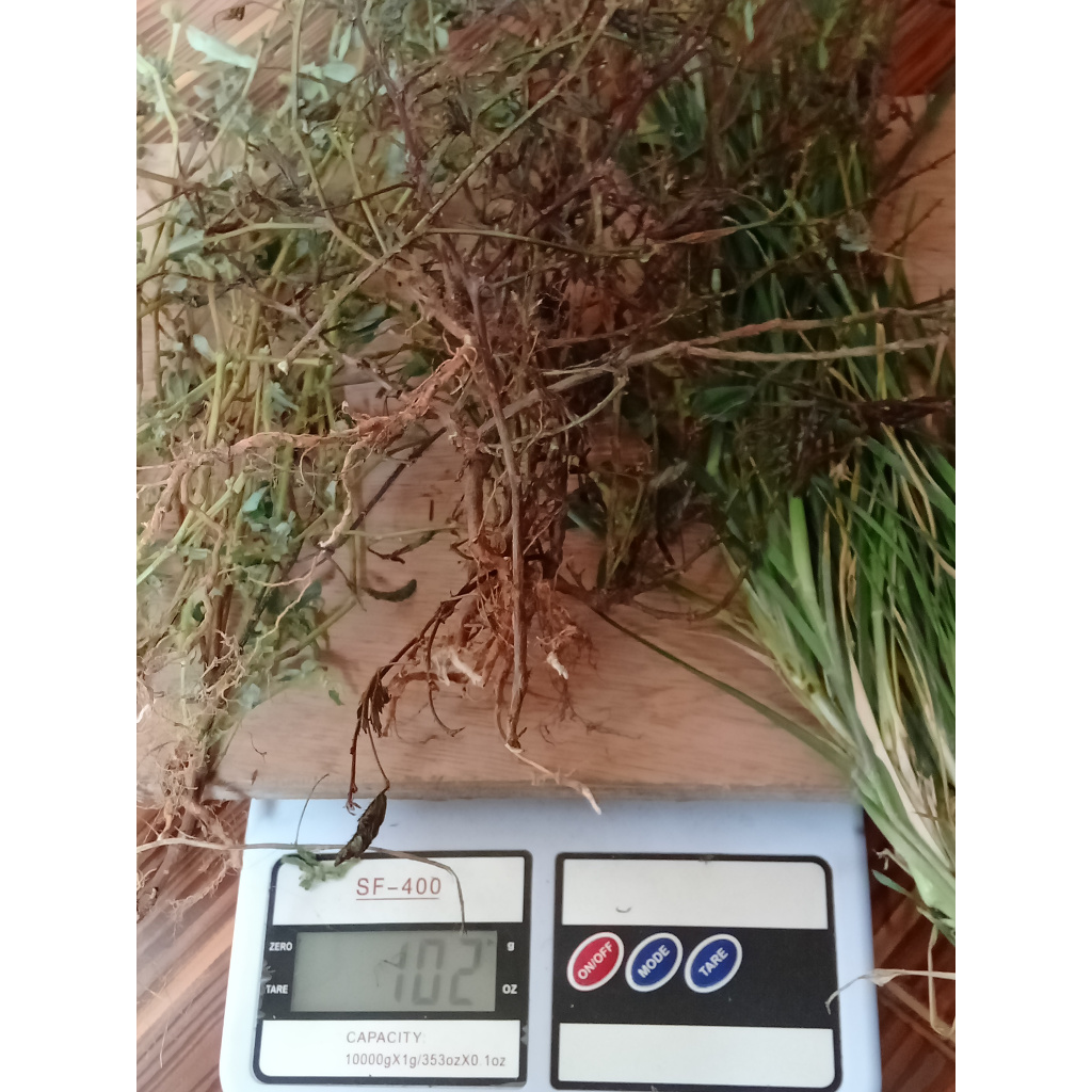 Set Penawar GOUT arthitis ..100 gram pokok semalu, rumput susu nabi ...