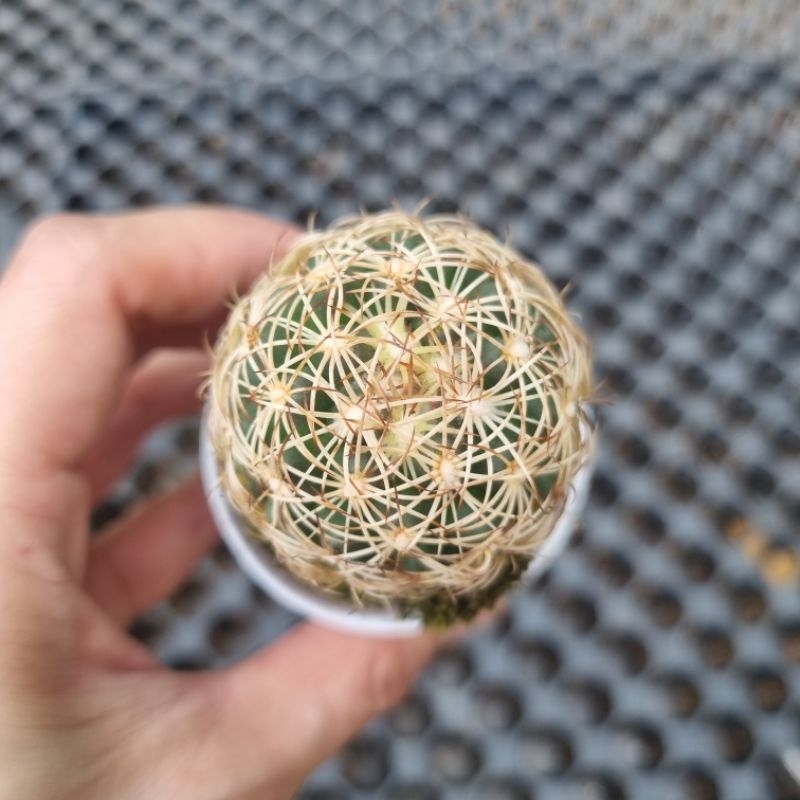 Live cactus Coryphantha compacta (pot size 5cm) ready stock 仙人掌 高丽丸 ...