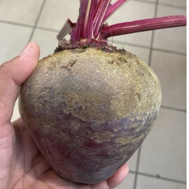 1biji Ubi bit 500g untuk benih atau pelbagai jenis masakan | Shopee ...