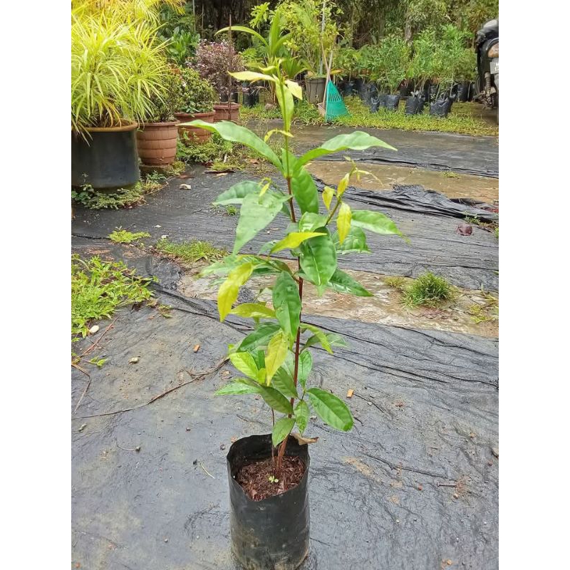 Pokok Ulam Serai Kayu / Pokok Ulam | Shopee Malaysia