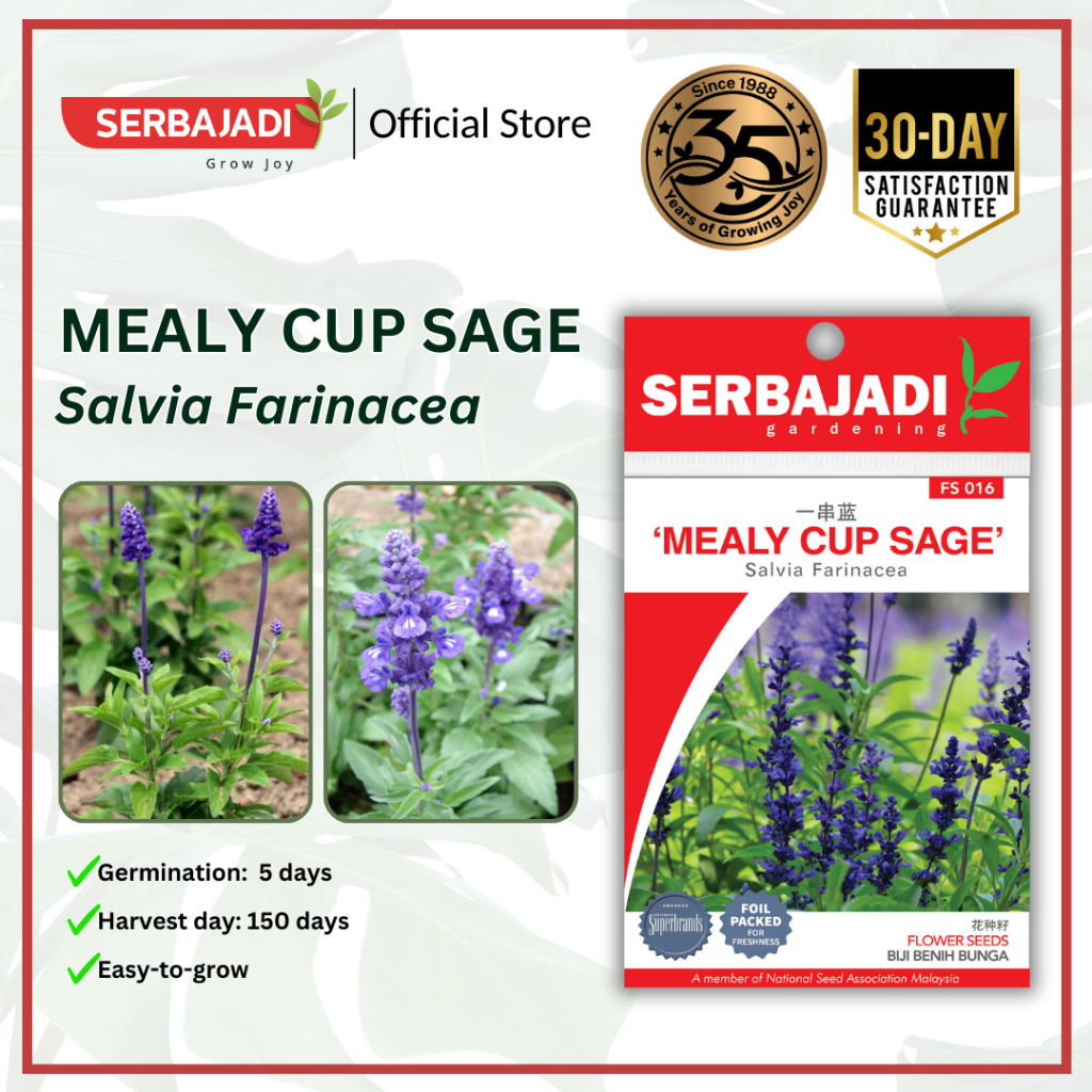 Serbajadi Flower Seed Mealy Cup Sage/ Biji Benih Bunga FS016 - 1g | Shopee Malaysia