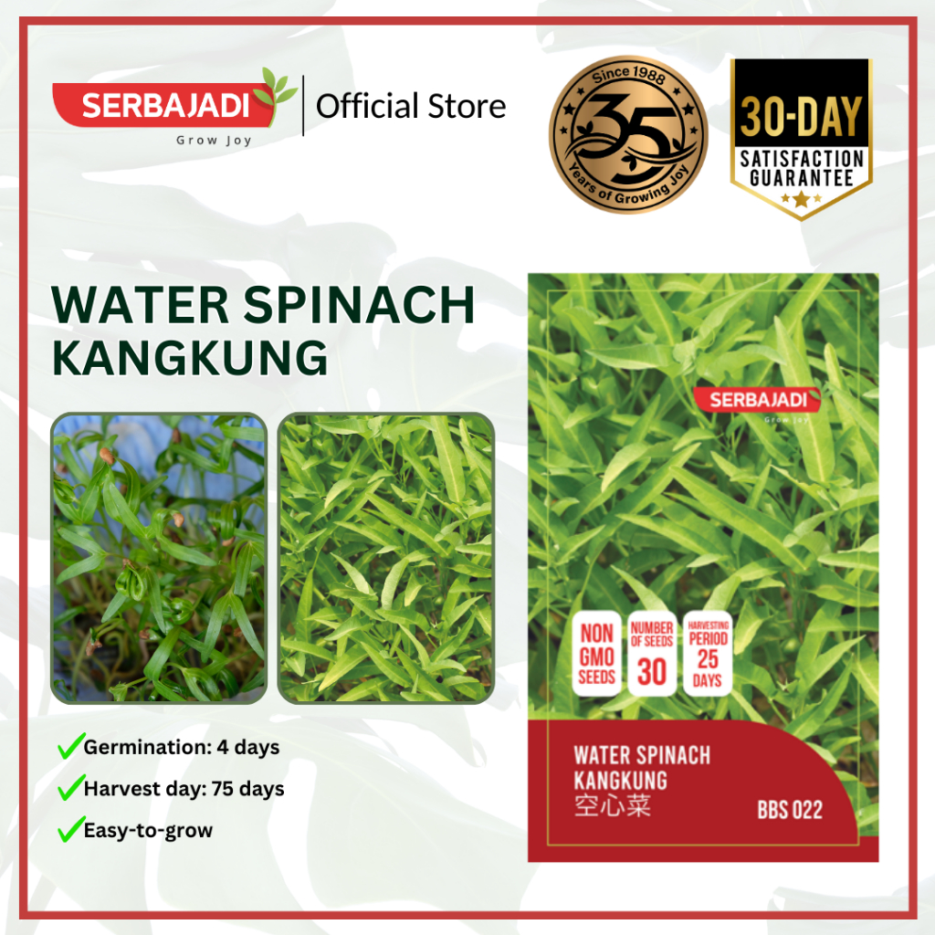 Serbajadi Vegetable Seed Water Spinach Seed | Leafy Vegetable ...
