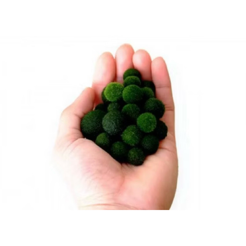 (PROMO) Pokok Akuarium Marimo Moss Ball | Shopee Malaysia