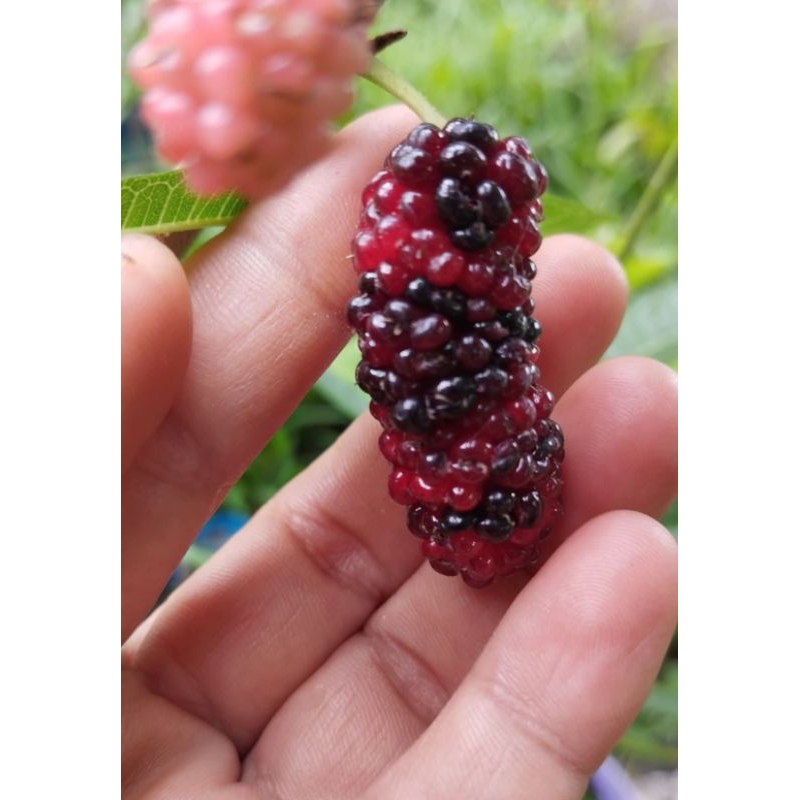 Austurkey Mulberry Plant/Morus spp | Shopee Malaysia