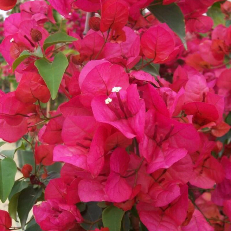 Pokok bunga kertas/Keratan pokok bunga kertas 10 KERATAN | Shopee Malaysia
