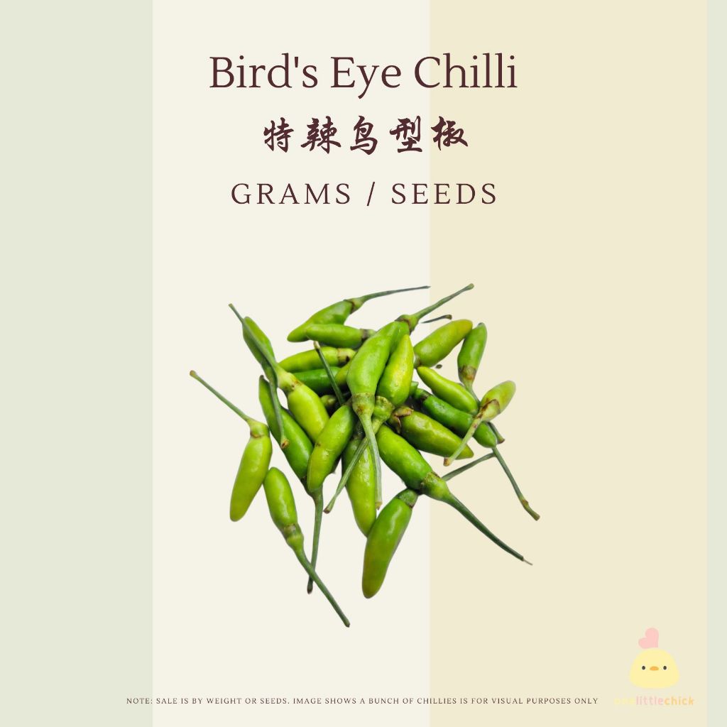 Organic Home-Grown Bird's Eye Chili 特辣鸟型椒 | Cili Api atau Cabai Burung ...