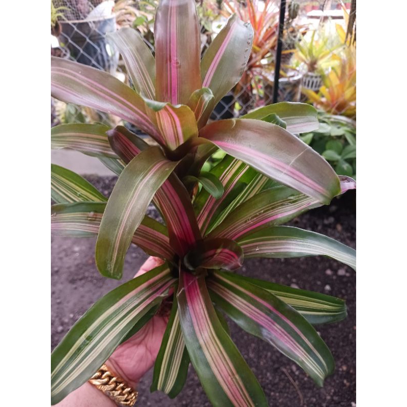 plant-Bromeliad neo fireball variegata(2pokok berangkai) | Shopee Malaysia