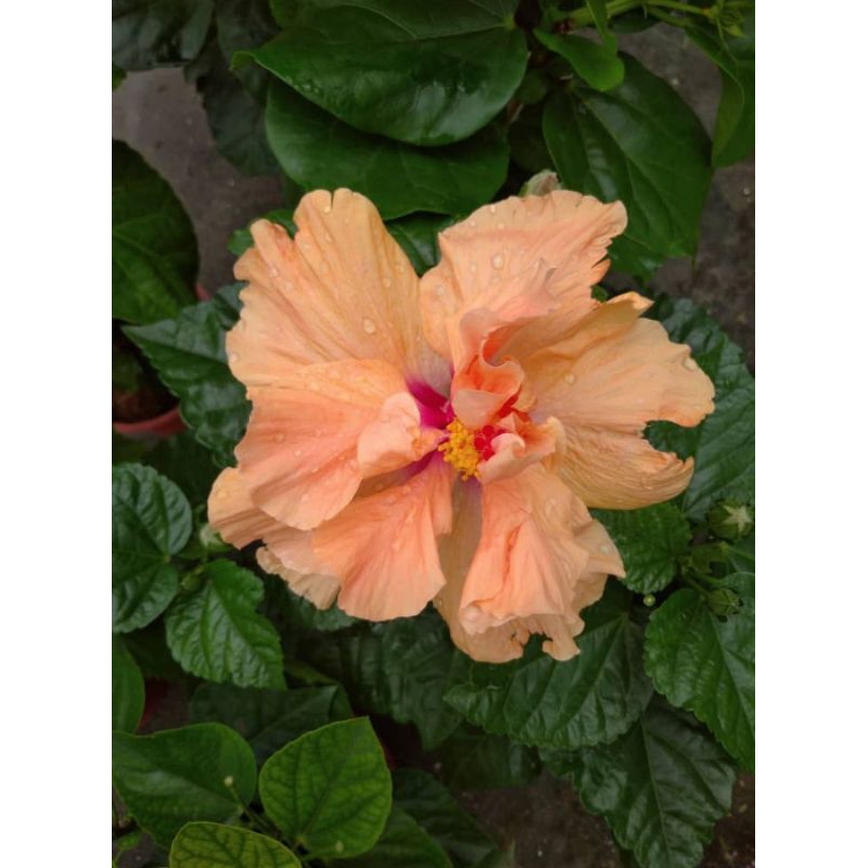 Pokok Bunga Raya Peach | Shopee Malaysia