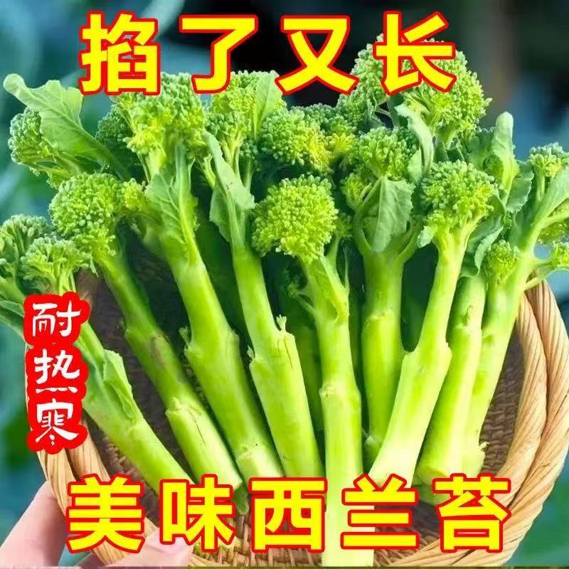 800pcs Delicious and delicious zealand moss seeds Mustard moss seeds ...