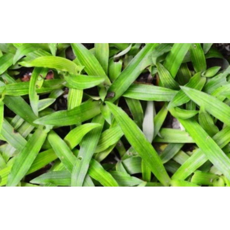Pokok Rumput Siti Khadijah | Shopee Malaysia