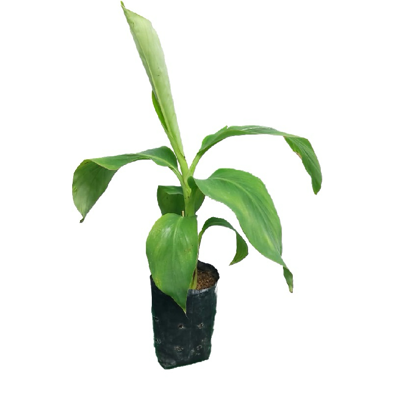 Anak Pokok Pisang Rastali/Berangan/Nangka/Mas/Abu/Awak/Raja/Raja Udang ...