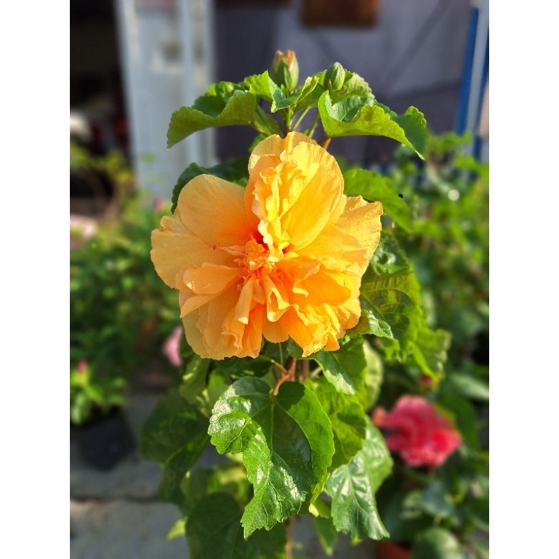 Pokok Bunga raya kuning double / kuntum besar / pokok hidup / tahan ...