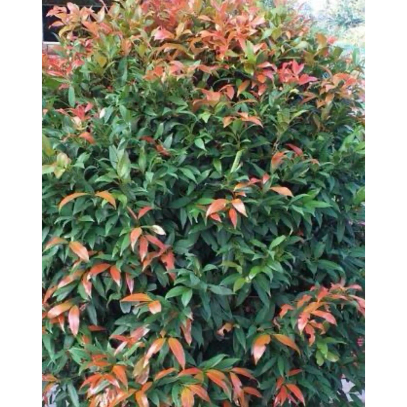 3 Keratan Pokok Kelat Paya Merah Cantik/Hiasan Pagar/ Beli 3 set keatas ...