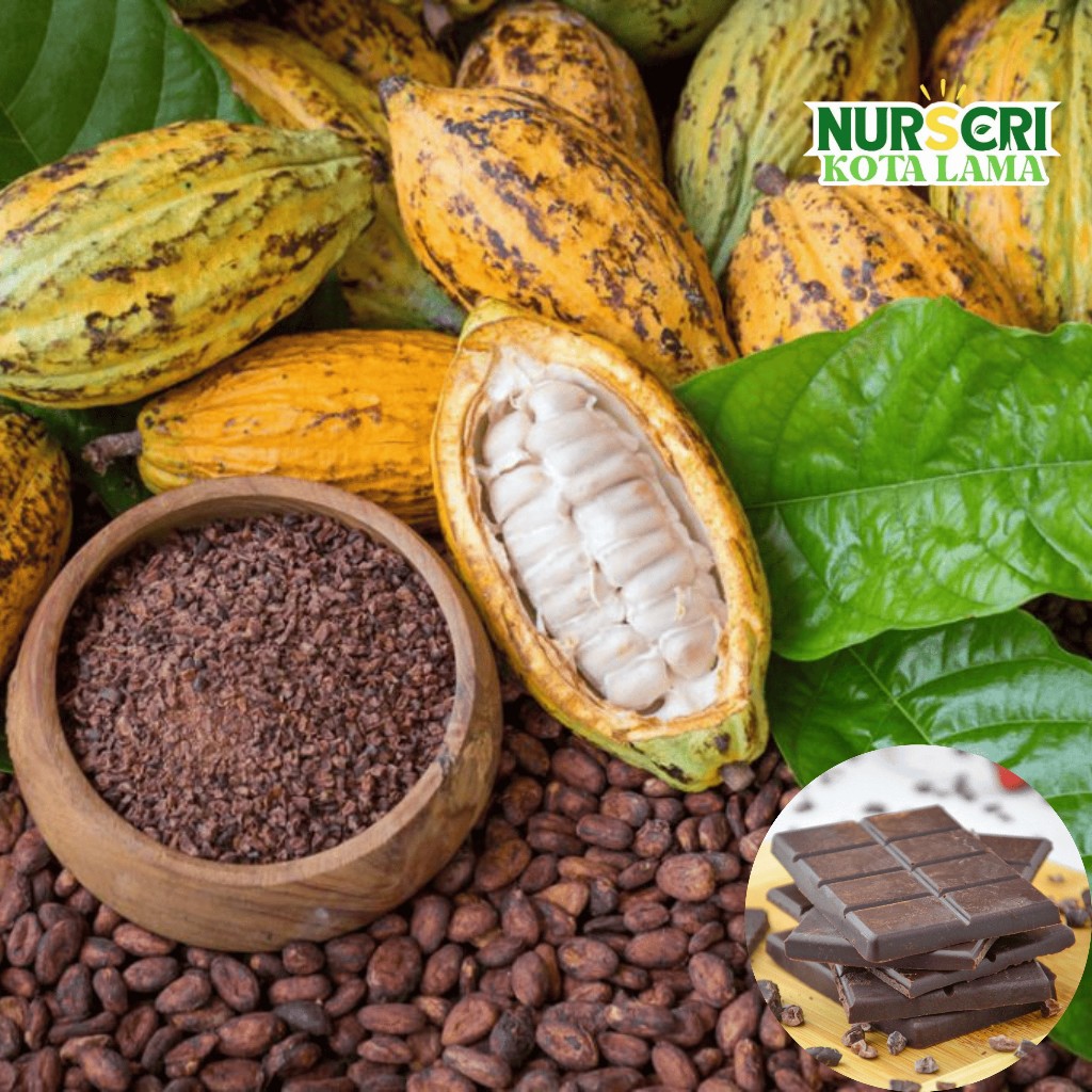 🔥RARE🔥 POKOK KOKO / Cocoa Tree / Pokok Coklat / Cacao Tree / Chocolate ...