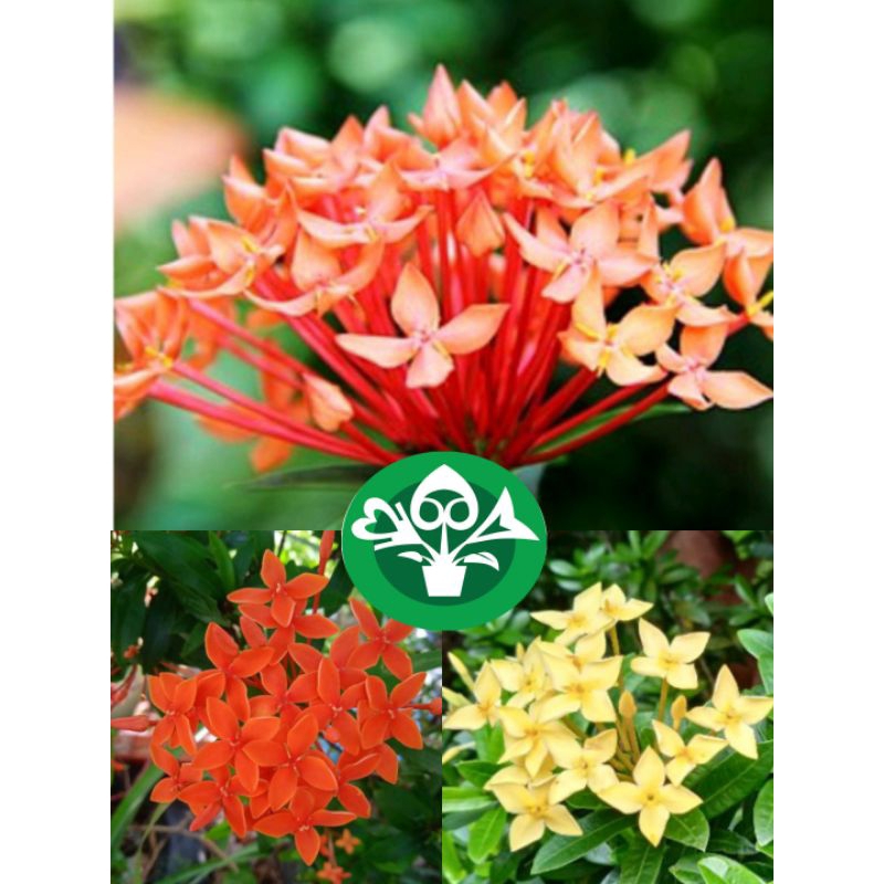 ( BUY 1 FREE 1)Ixora plant ( Small leaves)cutting(2 cuttings)仙丹花剪枝 ...