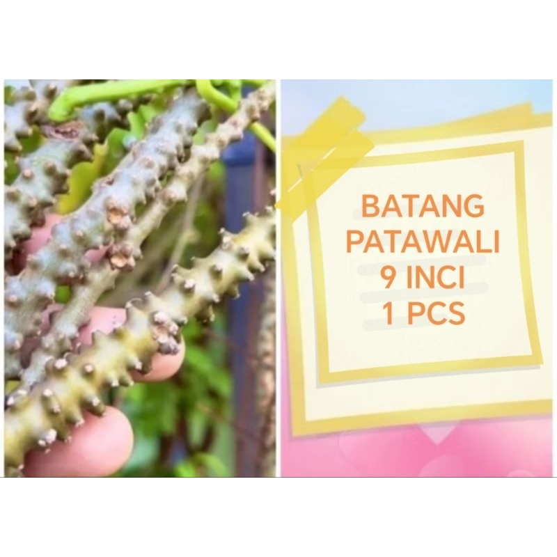KERATAN BATANG PATAWALI 9 INCI | Shopee Malaysia