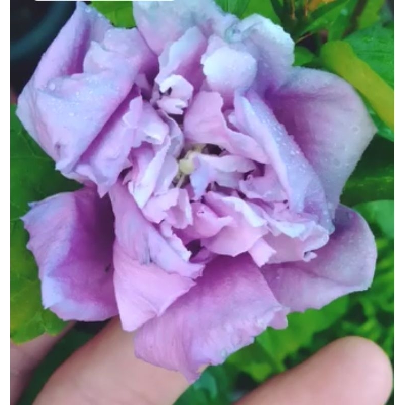 pokok bunga raya ungu hibiscus carnation purple flower 朱瑾花紫色 | Shopee ...