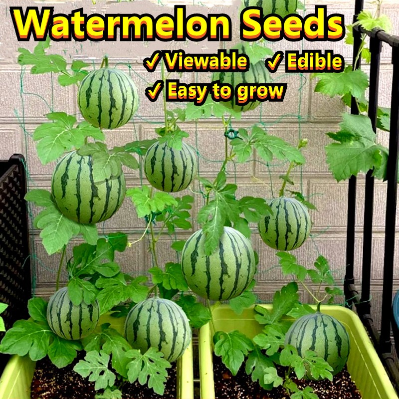 Super Sweet Mini Watermelon Seeds for Planting 20 Seeds/pack Biji Benih ...