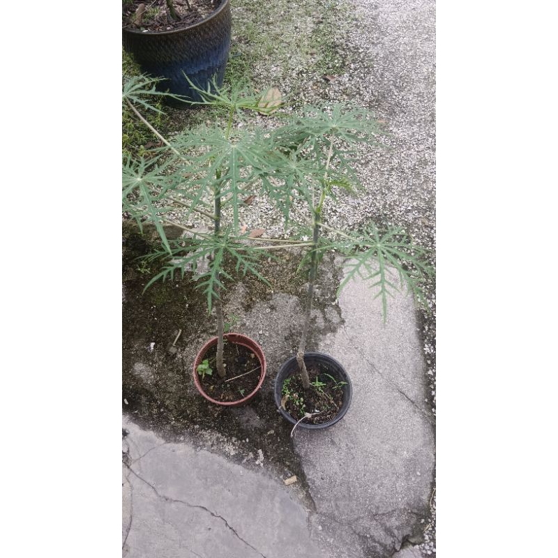 pokok jarak cina kurita | Shopee Malaysia