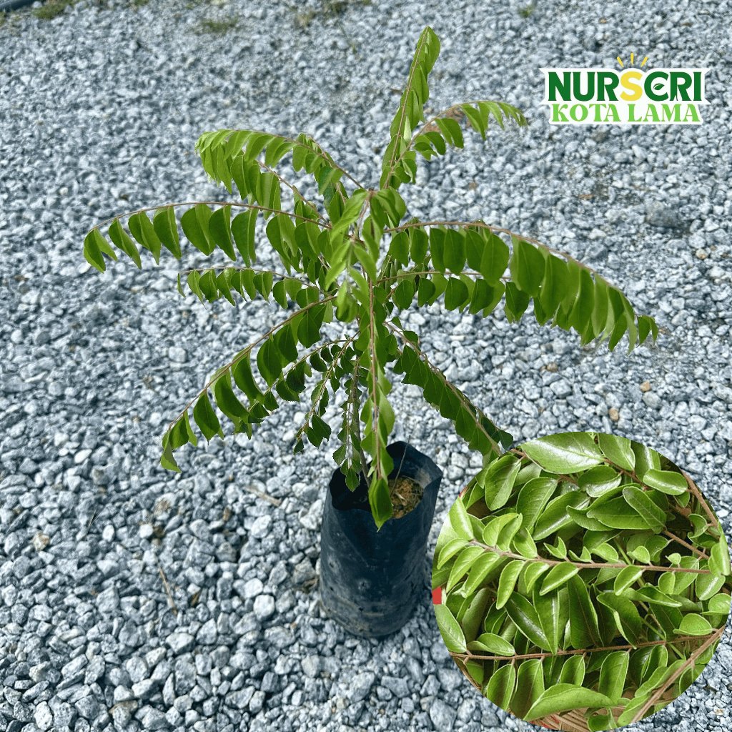 🔥HERB🔥 POKOK DAUN KARI URAT MERAH / Red Stem Indian Curry Leaf Tree ...