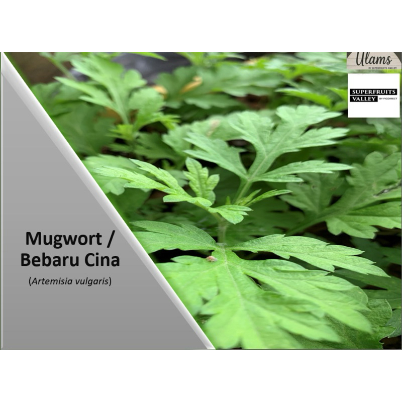 Anak Pokok Mugwort/Bebaru Cina (Artemisia Vulgaris) | Shopee Malaysia