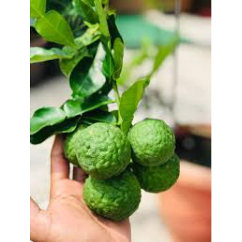 Pokok L Purut Saiz Besar Sudah Berbuah(Pokok Besar) | Shopee Malaysia