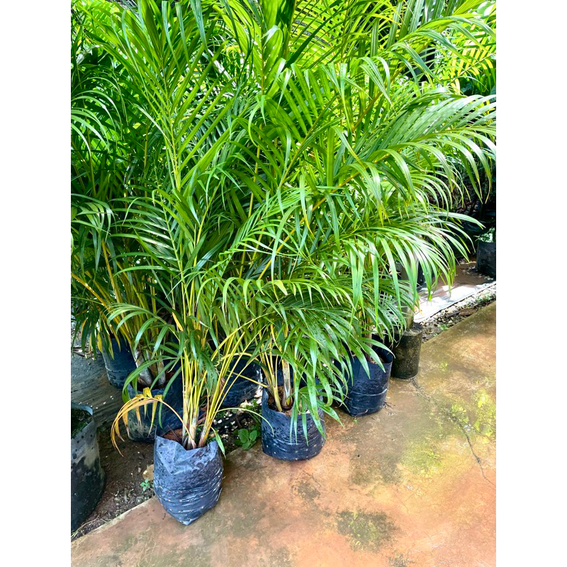 LFT-5FT LIVE PLANT / PINANG KUNING / DYPSIS LUTESCENS / YELLOW PALM ...