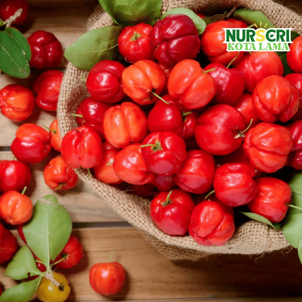 🔥HYBRID🔥 POKOK CERI BARBADOS / Acerola Cherry Tree / Cherry Barbados ...